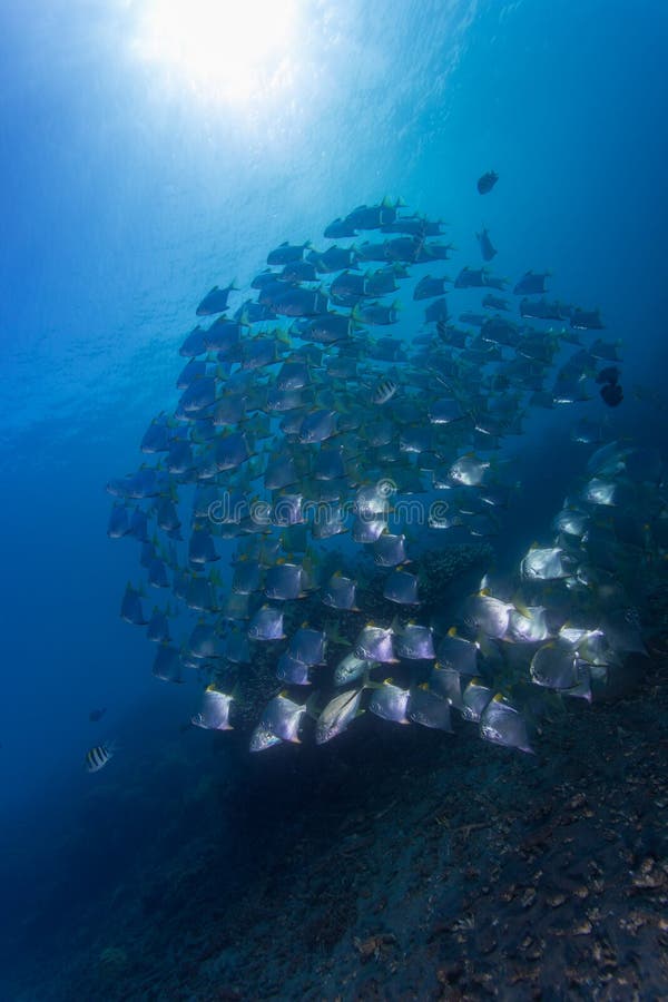 Bat fish and sun beam stock photo. Image of life, ecosystem - 33608864