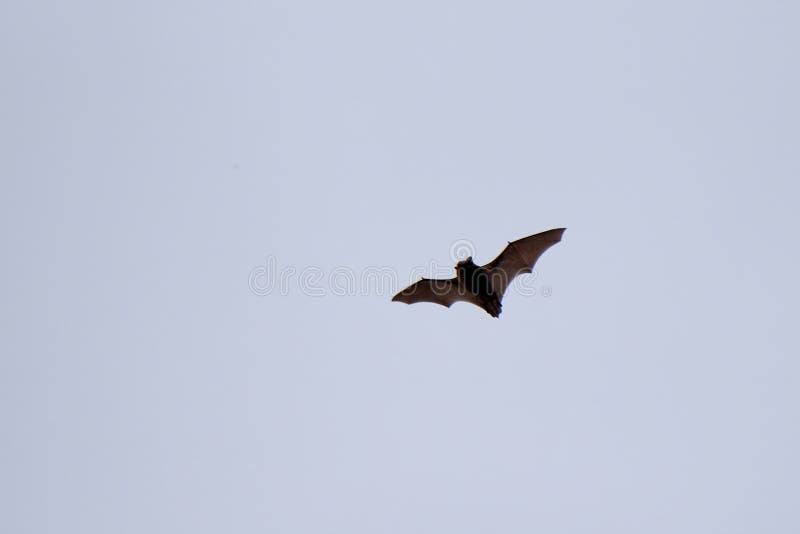 Bat in Flight during the Day Time Stock Image - Image of dark, fauna ...