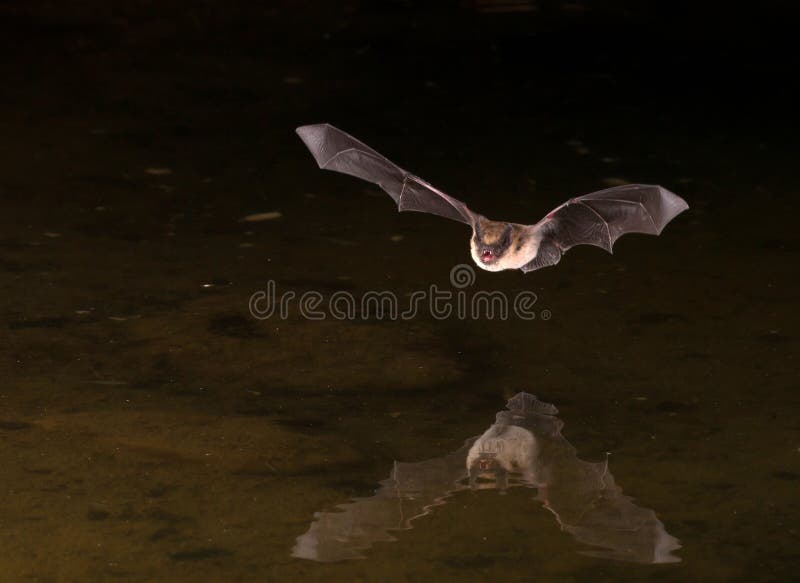 Bat in Flight stock image. Image of arizona, elephant - 31452703