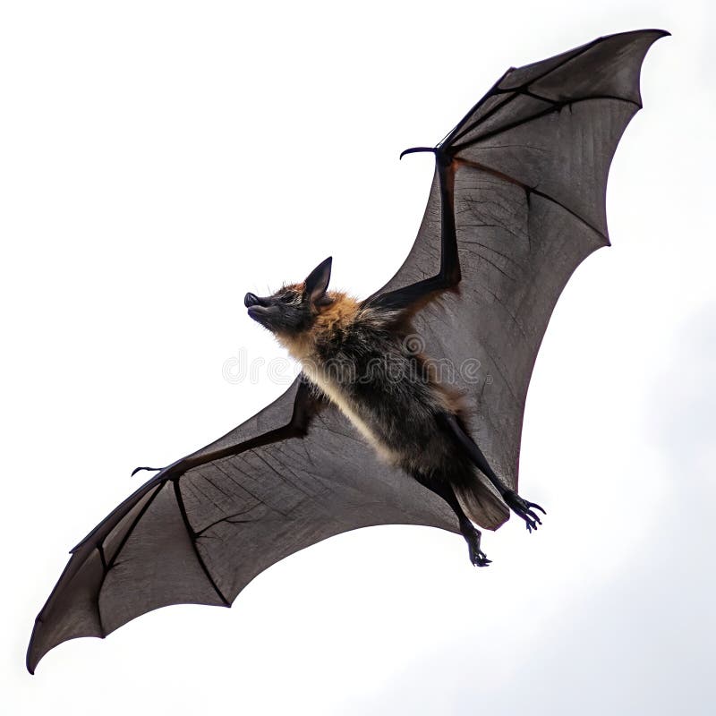 A Bat in Flight with Visible Details of Its Wings, Emphasizing the ...