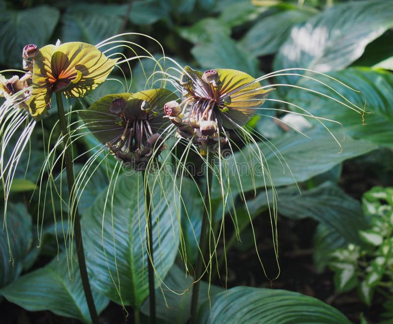 Bat Flower stock photo. Image of family, tacca, bloom - 44075118