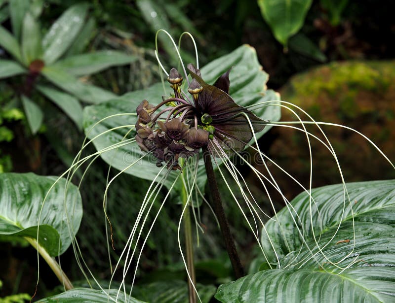 Bat Flower stock photo. Image of botanical, bloom, family - 73919070