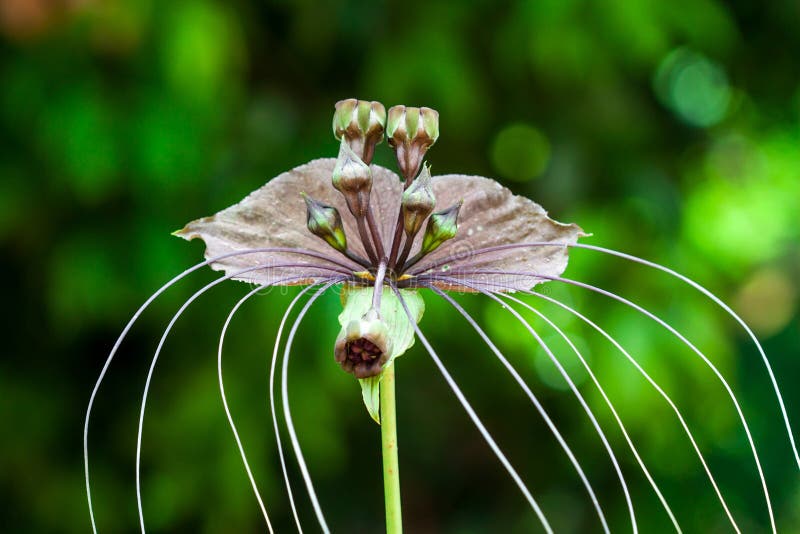 Bat Flower or Devil S Flower Stock Image - Image of botanical, cure ...