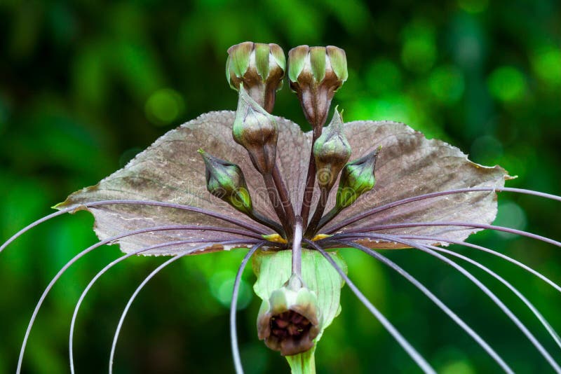 Bat Flower or Devil S Flower Stock Image - Image of plant, herb: 73758937