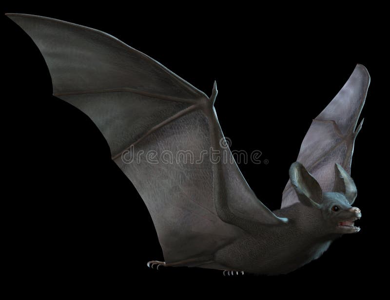 Flying Bats - Includes Clipping Path Stock Illustration - Illustration ...