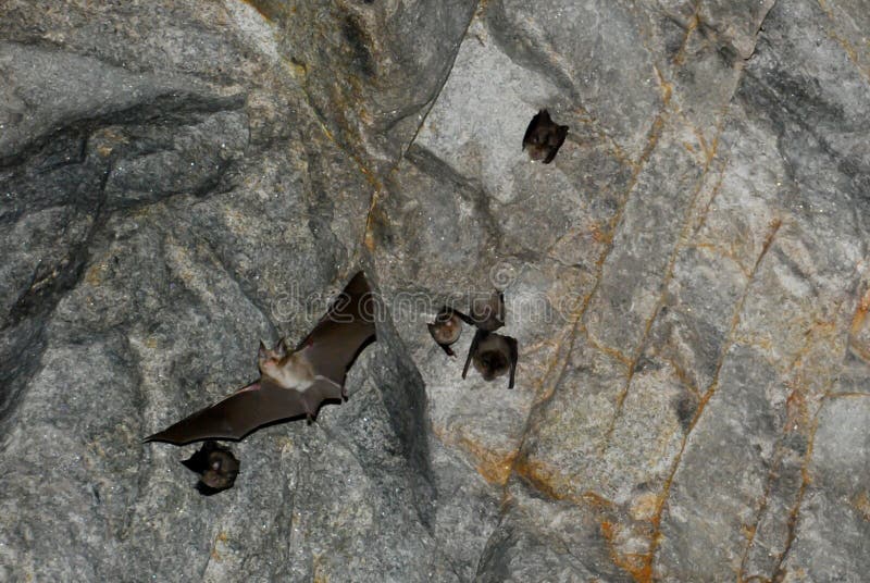 Bat flying stock photo. Image of open, flying, cave, mammal - 44480164