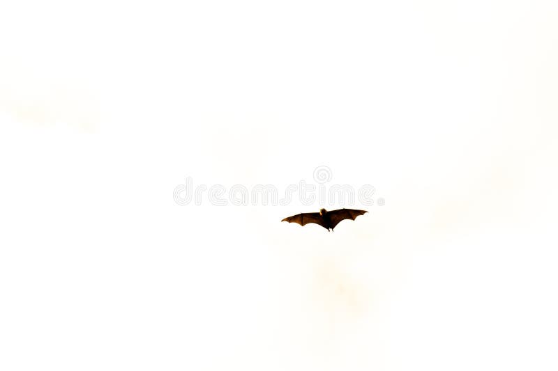 The Bat is Flying Directly Over Head Stock Image - Image of human ...