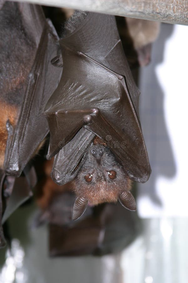 Malayan flying fox bat stock image. Image of sleeping - 9480383