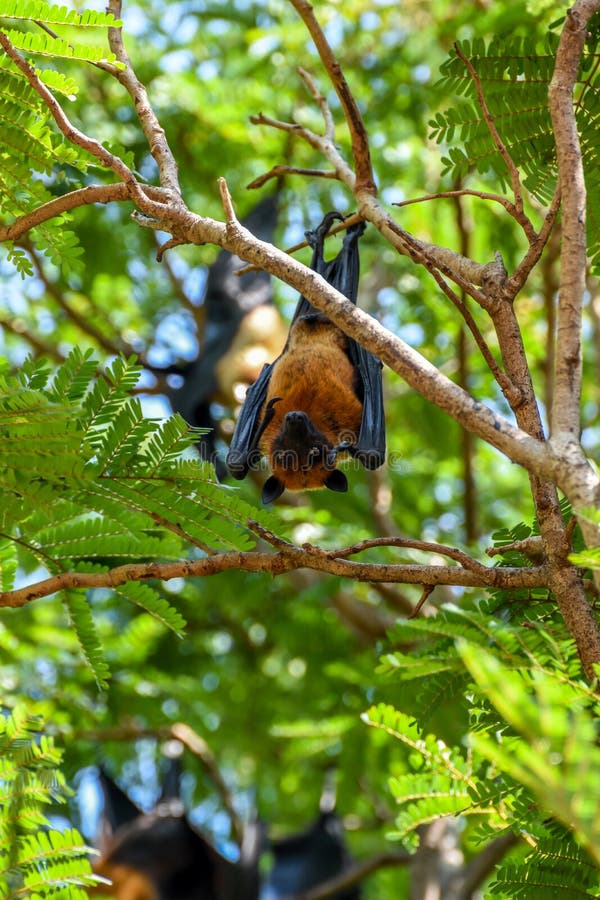 Bat (Flying Fox) Hanging on a Tree Stock Photo - Image of brown, foxes ...
