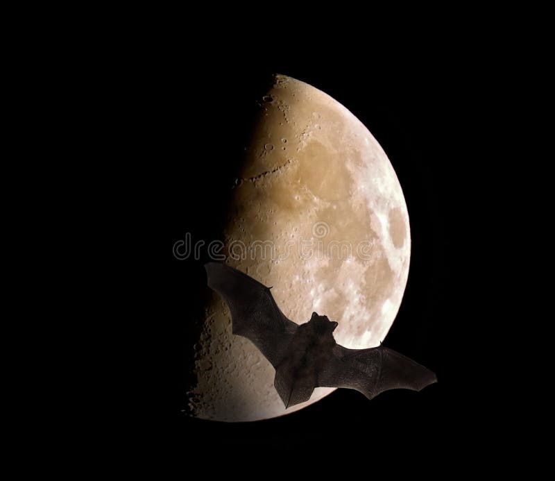 Bat Flying in Front of the Moon - Halloween Stock Photo - Image of moon ...