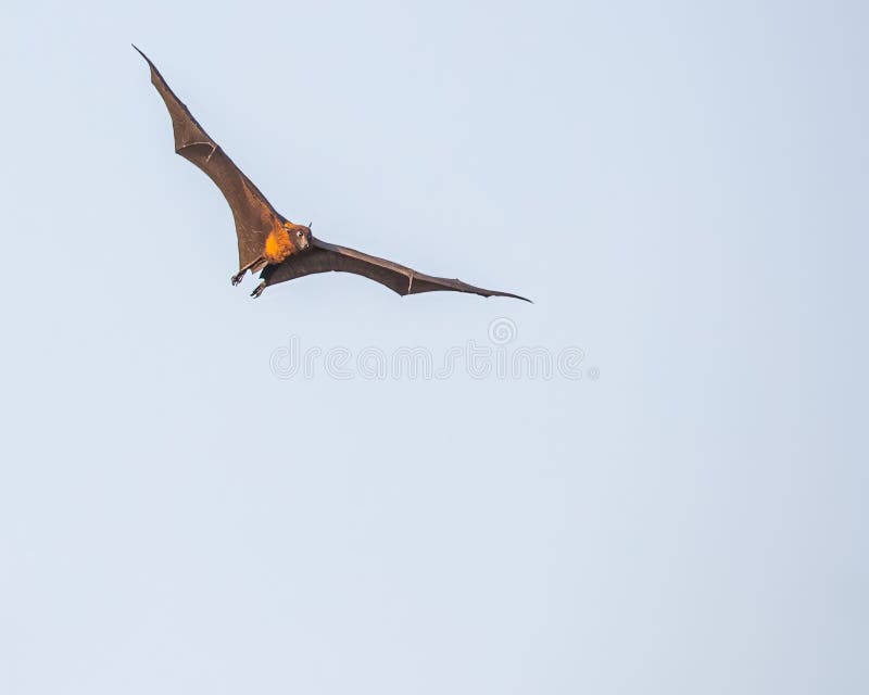 A Bat is Flying with Horizontal Wings Stock Image - Image of evil ...