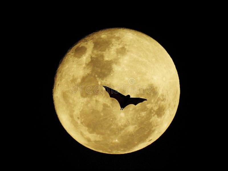 Bat flying past the moon stock image. Image of moon - 271561335