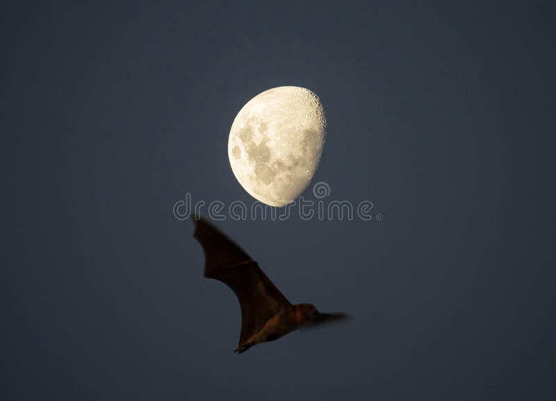 Bat flying past the moon. stock photo. Image of night - 271561336
