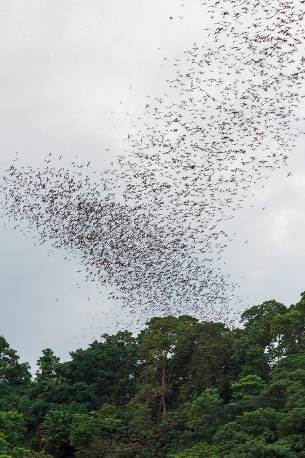 The Bat Flying Speedy Out of the Cave. Stock Photo - Image of speedy ...