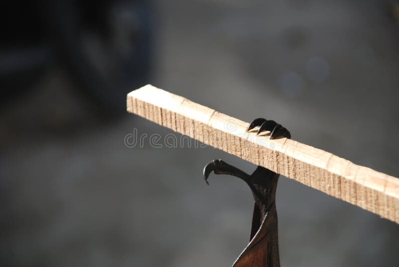 Bat Foot stock photo. Image of hanging, wildlife, east - 16403410