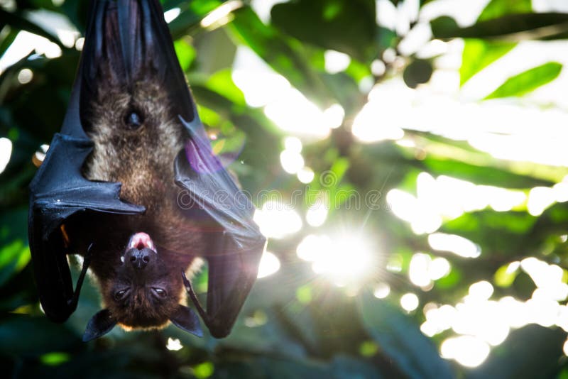 Bat Grumpy Morning Animal Sun Flare Waking Up Stock Photo - Image of ...