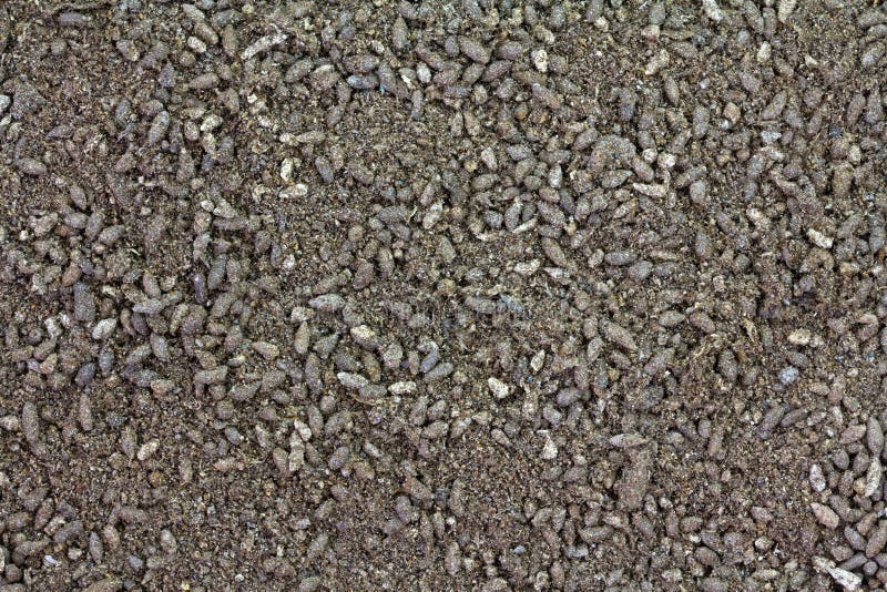 Bat Droppings stock photo. Image of pellet, poop, pellets - 1114264