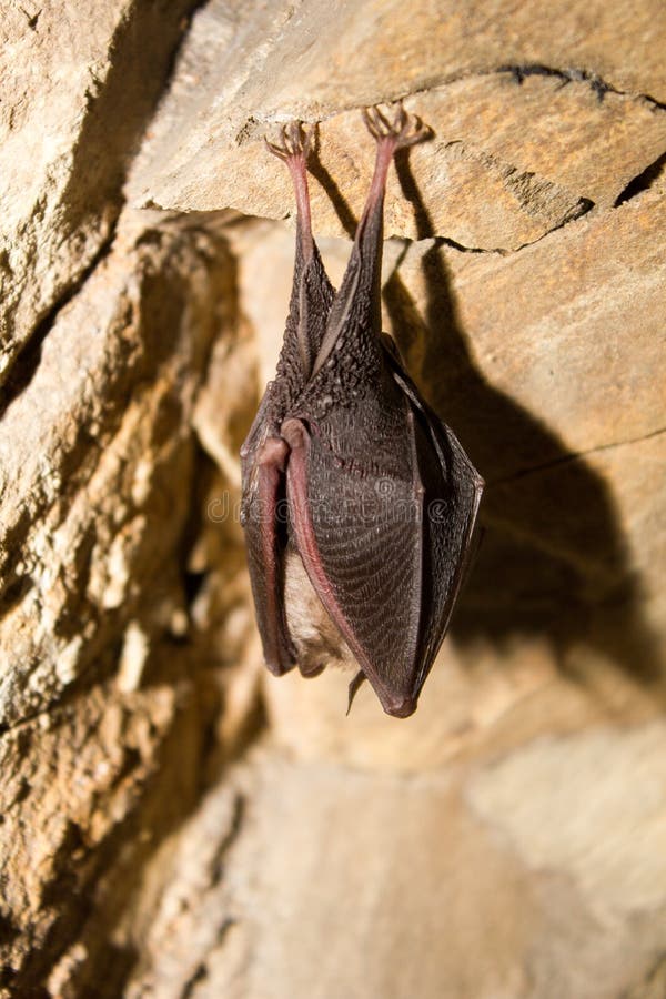Bat stock image. Image of vertical, wildlife, head, outdoors - 70250767