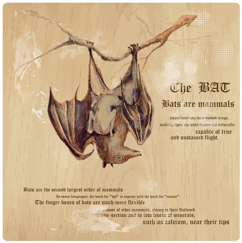 Bat - an Hand Painted Vector, Converted Stock Vector - Illustration of ...
