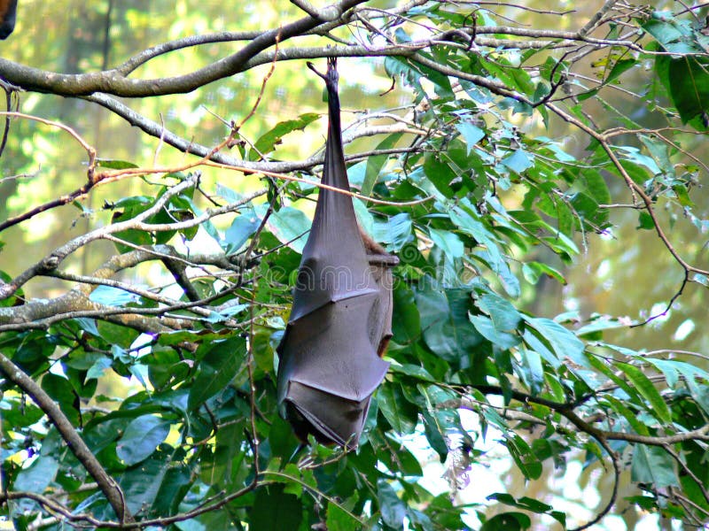 Bat hanging on branch stock photo. Image of animal, tree - 78362140