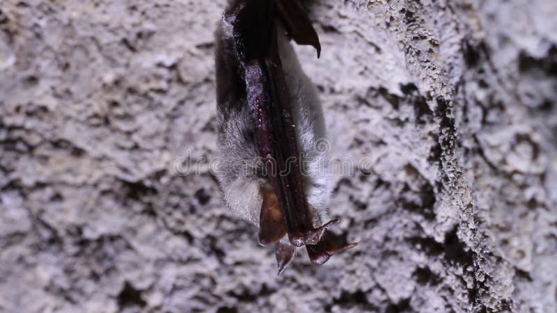 Bat hanging in a cave stock video. Video of night, animal - 211016279