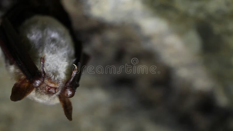 Bat hanging in a cave stock footage. Video of wildlife - 211016536