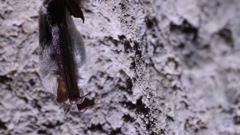 Bat hanging in a cave stock footage. Video of wildlife - 211016536