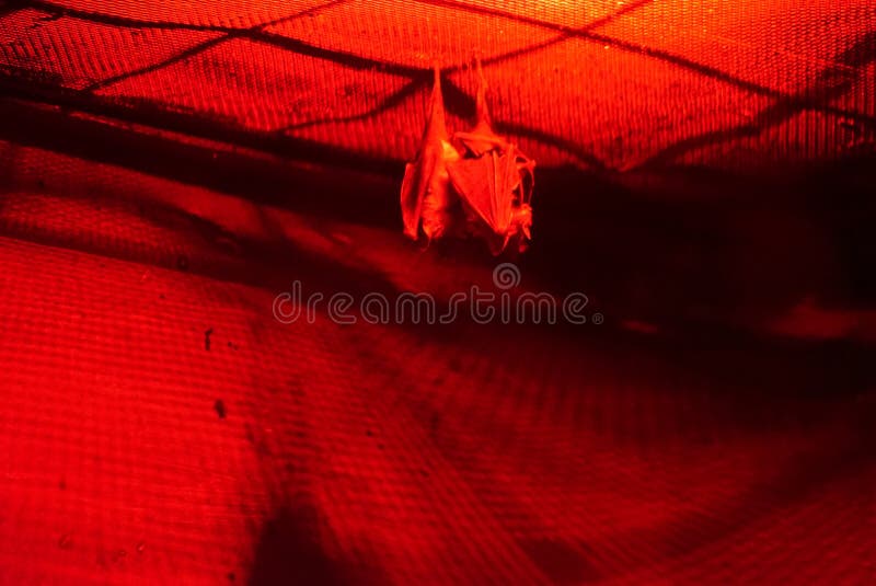 Bats in the red light stock image. Image of silhouette - 223596463