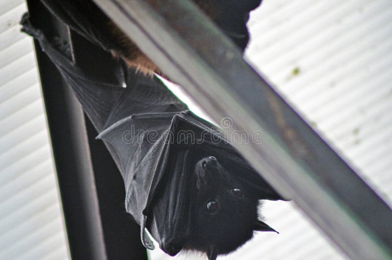Bat Hanging Down from a Pole Stock Image - Image of mammal, hanged ...