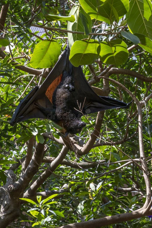 Bat Hanging Out in a Tree stock photo. Image of branch - 271653432
