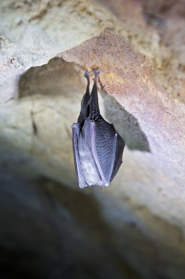 Bat hanging on rock stock photo. Image of mammal, black - 34047422