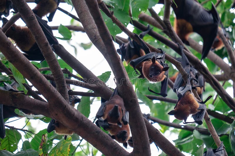 Bat hanging on the tree stock image. Image of leaf, ghost - 180462789