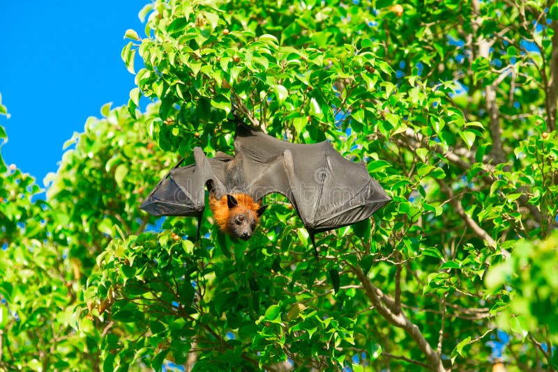 Bat stock image. Image of wild, black, sleeping, branch - 264743489
