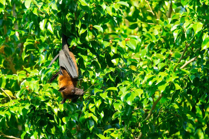 Bat hanging on a tree stock image. Image of vampire - 270769807