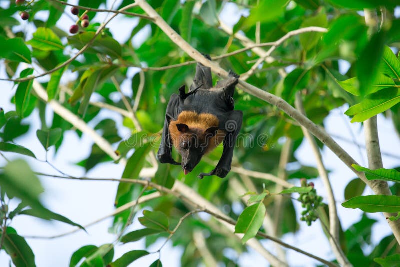Bat Hanging on a Tree Branch Stock Photo - Image of large, malaysia ...