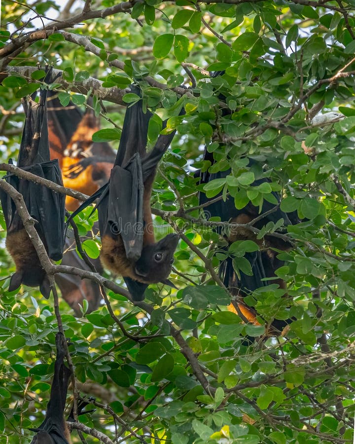A Bat hanging on a tree stock image. Image of pattern - 261258029