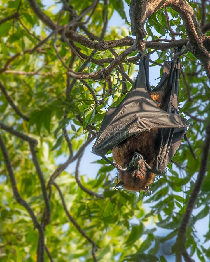 A bat hanging on a tree stock image. Image of macro - 261145153