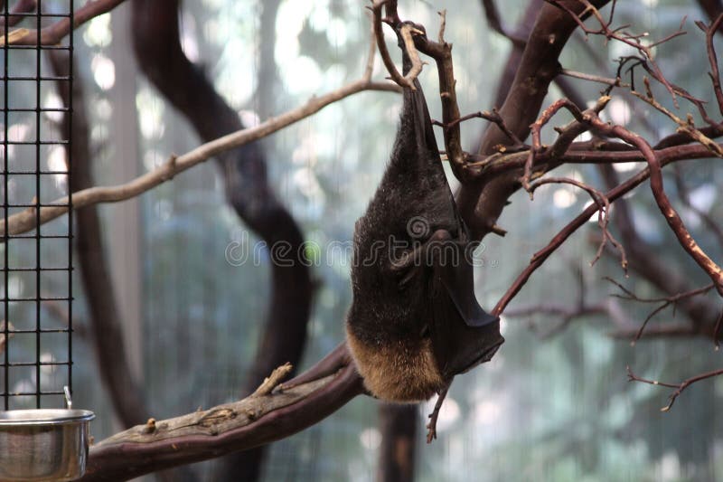 A Bat Hangs from a Tree Limb with Other Trees Around Stock Image ...