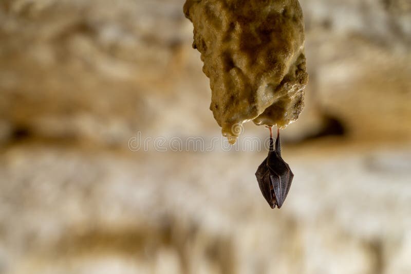 Bat Hangs Upside Down from a Cave Ceiling, Showcasing Its Natural ...