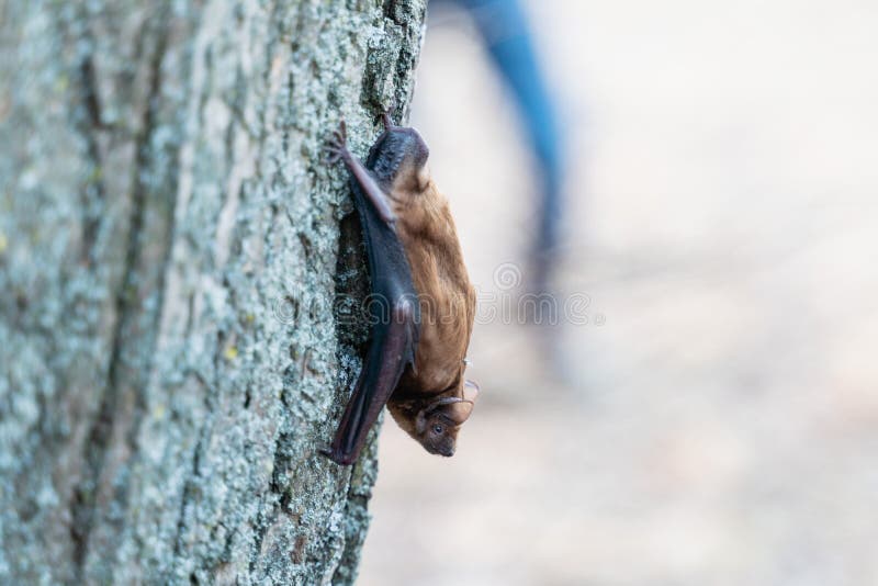 A Bat in the Spring Sits Upside Down on a Tree Trunk Stock Photo ...
