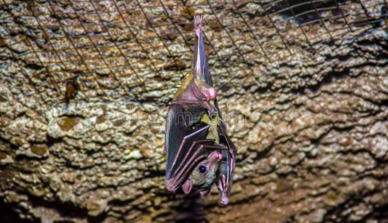 A bat in her habitat stock photo. Image of natural, beautiful - 128756630