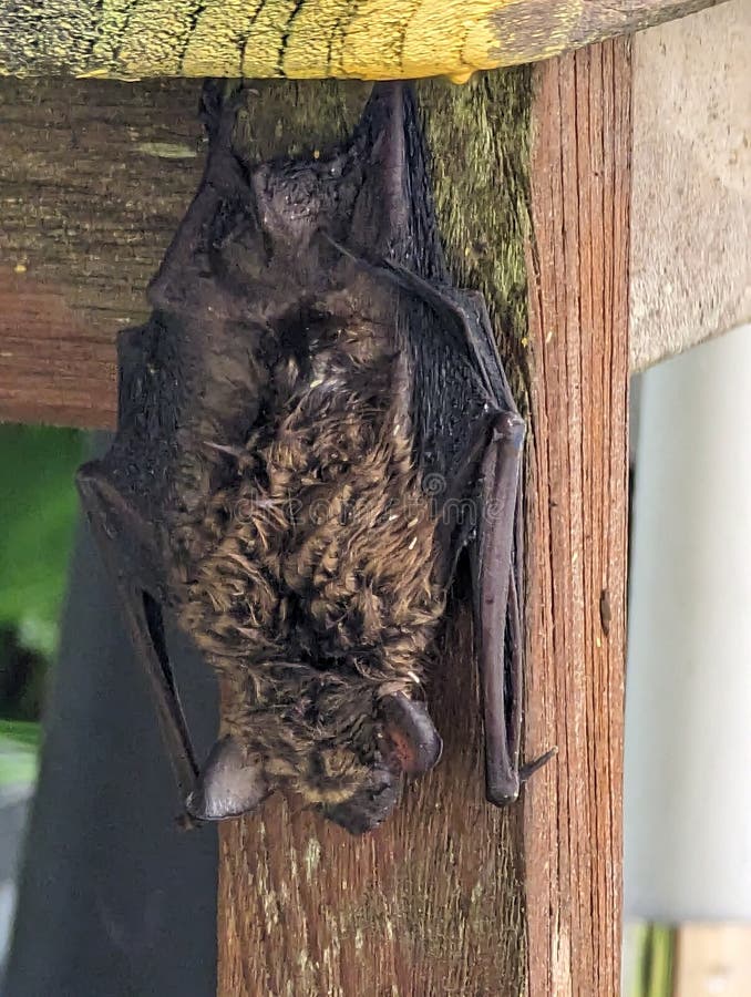 Bat hiding in plain sight stock photo. Image of sight - 289252114