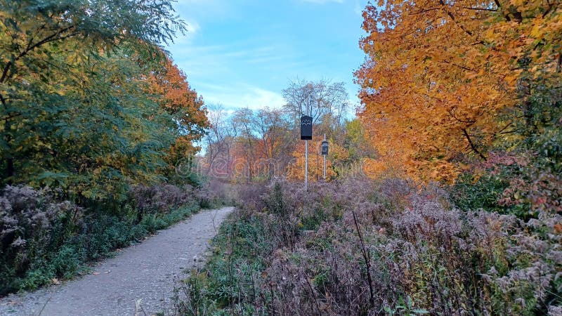 Bat house in Canadian park stock photo. Image of tree - 295383586