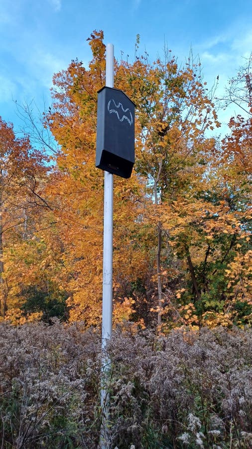 Bat house in Canadian park stock image. Image of birdhouse - 295383601