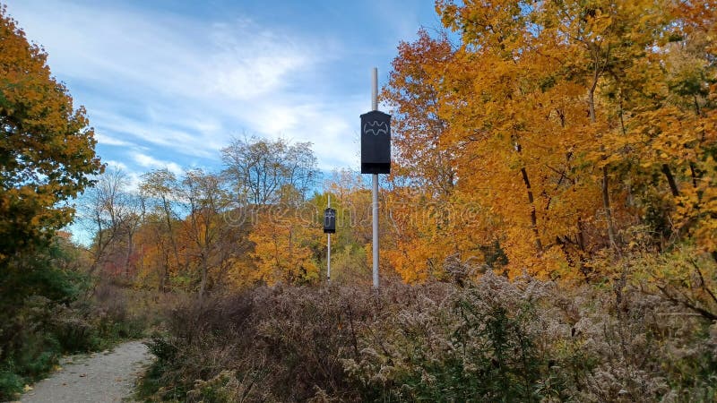 Bat house in Canadian park stock image. Image of tree - 295383613