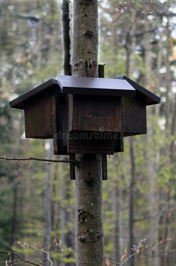Bat houses stock image. Image of black, forest, dwell - 77779455