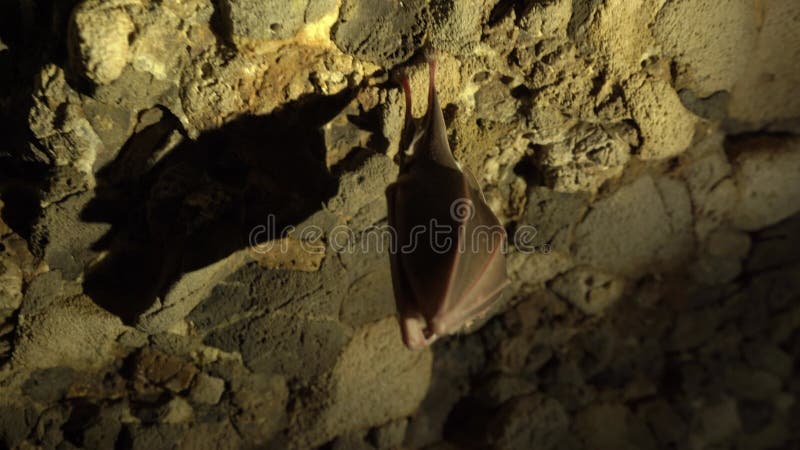 Bat Inside Cave. Underground Bat Hanging from the Ceiling Inside of ...