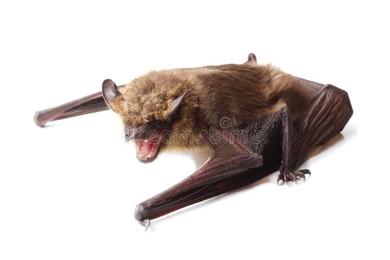 Bat isolated on white stock image. Image of mammal, flying - 32954545