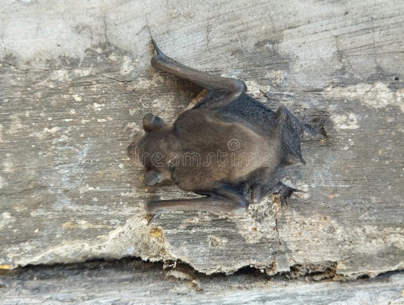 A bat landed on the wall stock photo. Image of black - 317639652