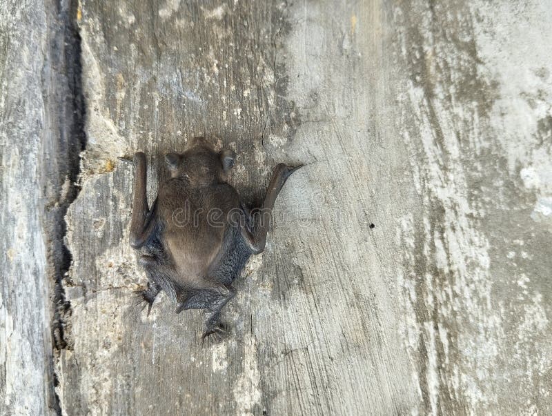 A bat landed on the wall stock image. Image of landed - 317639661